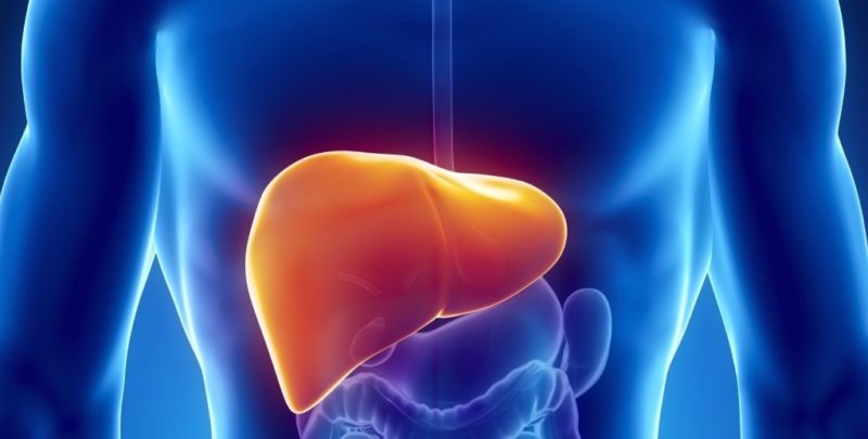 Le foie : un organe indispensable au métabolisme du corps